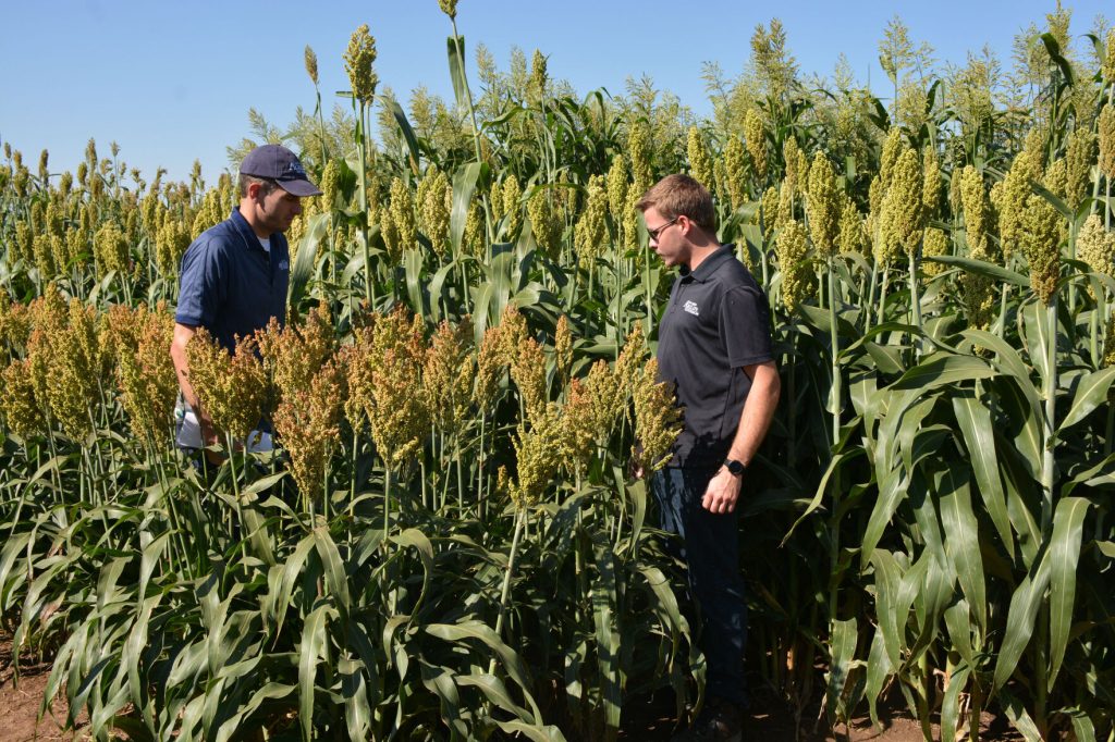 Sorghum research highlights high sugar, low cost and drought tolerant ...