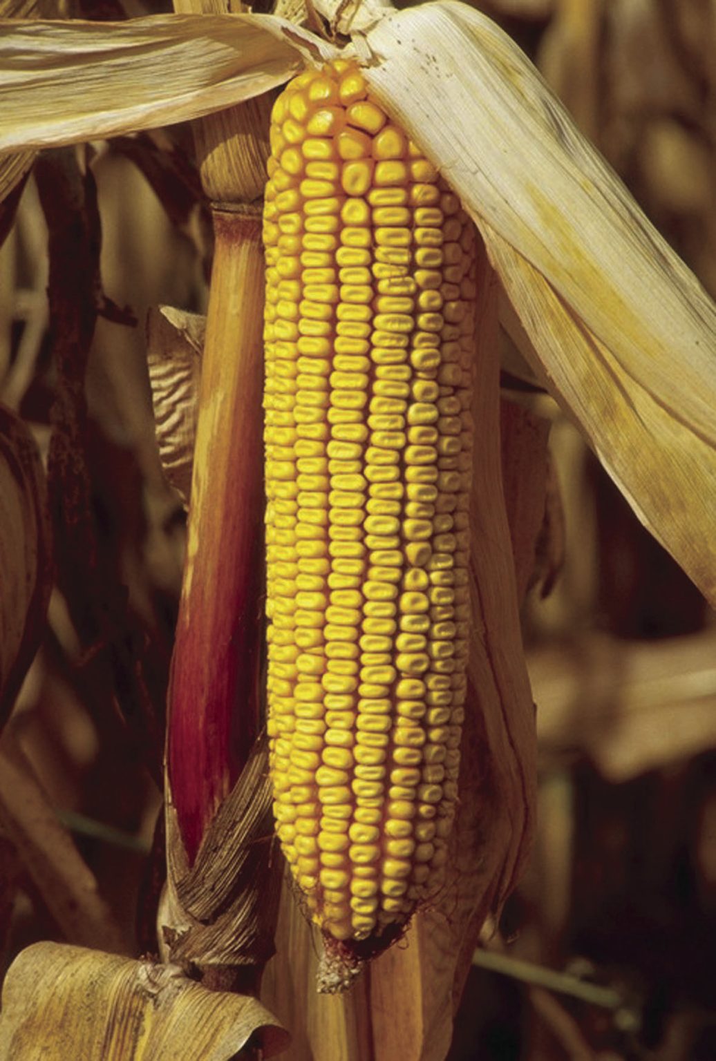 Home - High Plains Journal