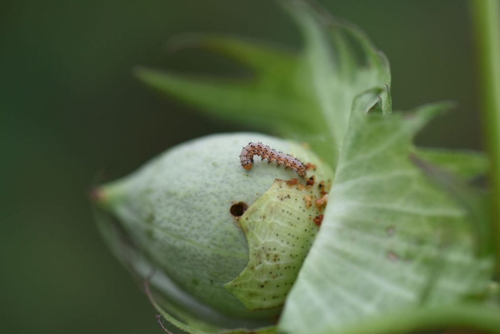 Cotton bollworms building resistance to Bt traits - High Plains Journal