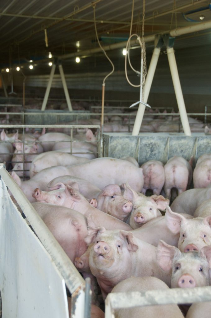 New pork plants help support industry expansion - High Plains Journal