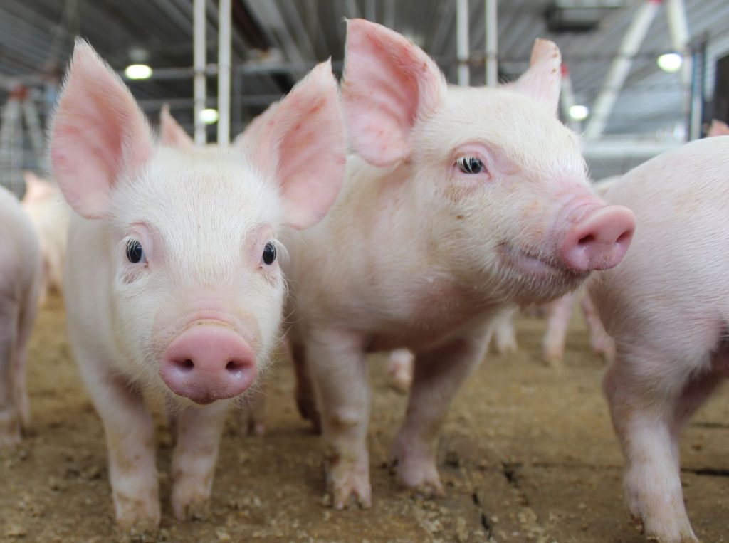 U.S. hog inventory shows slight uptick - High Plains Journal