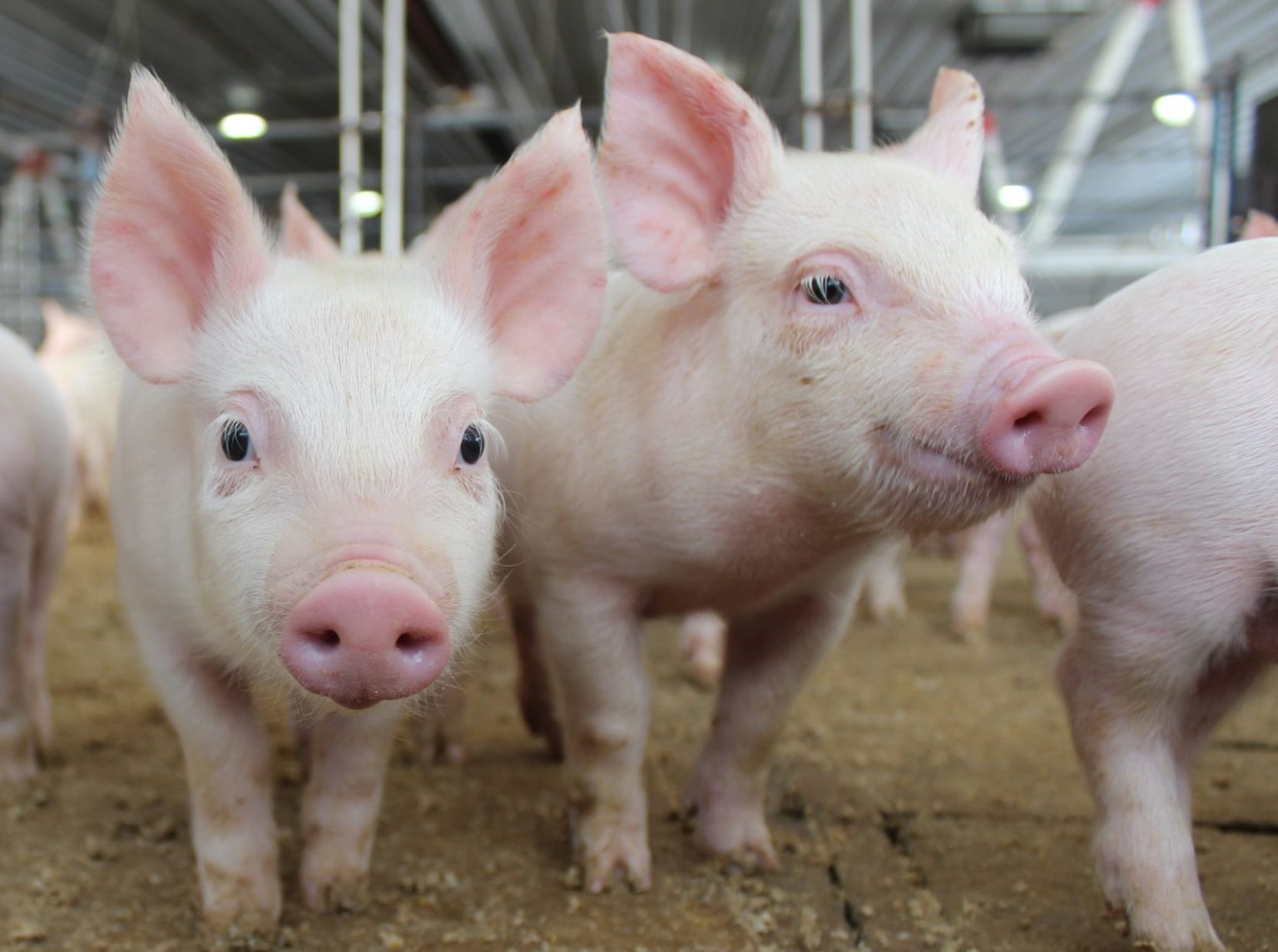 Latest hogs and pig report shows slight increase in numbers - High ...