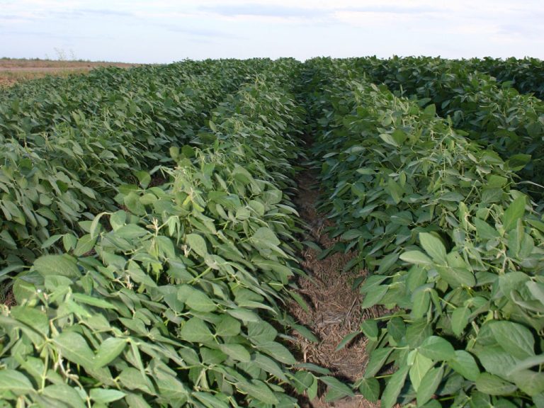 Soybean Science Challenge open for Arkansas students - High Plains Journal