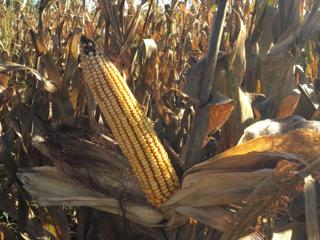 Corn basis following Mississippi River levels downward - High Plains ...