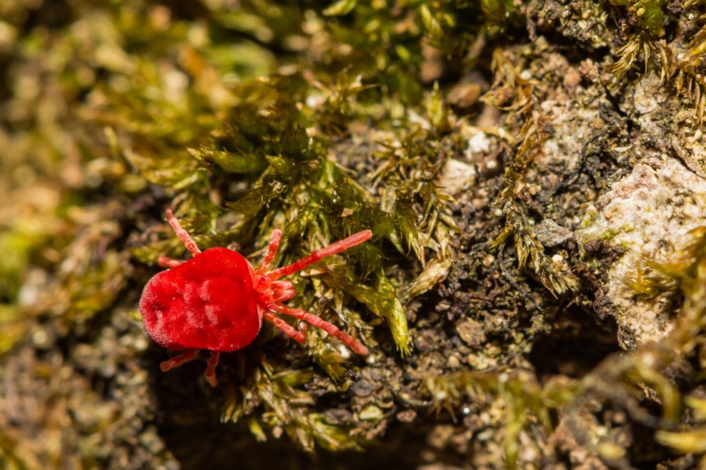 Chiggers: K-State entomologist shares tips to avoid the itch - High ...
