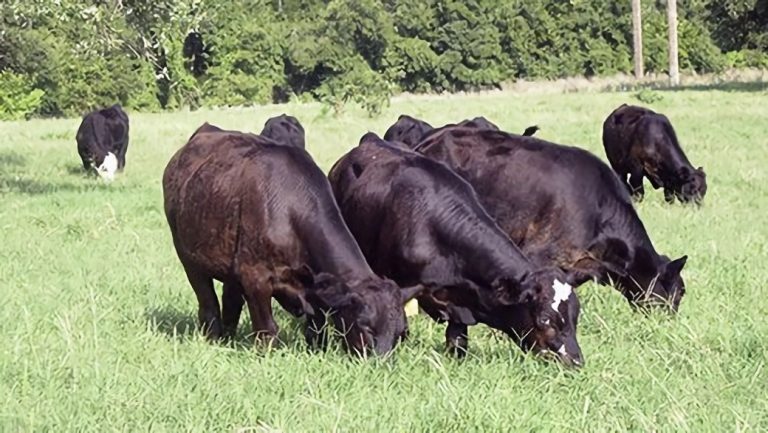 Cattle and forage management for grazing success - High Plains Journal