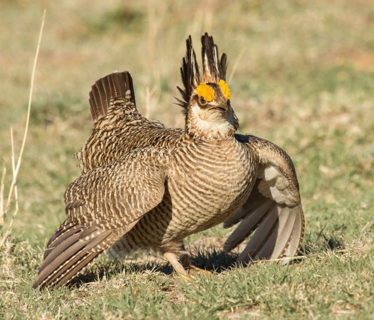 Lesser prairie-chicken removed from endangered species list - High ...