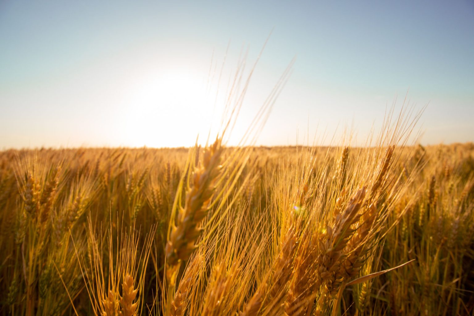 Texas harvest underway and specialist notes two bacterial diseases ...