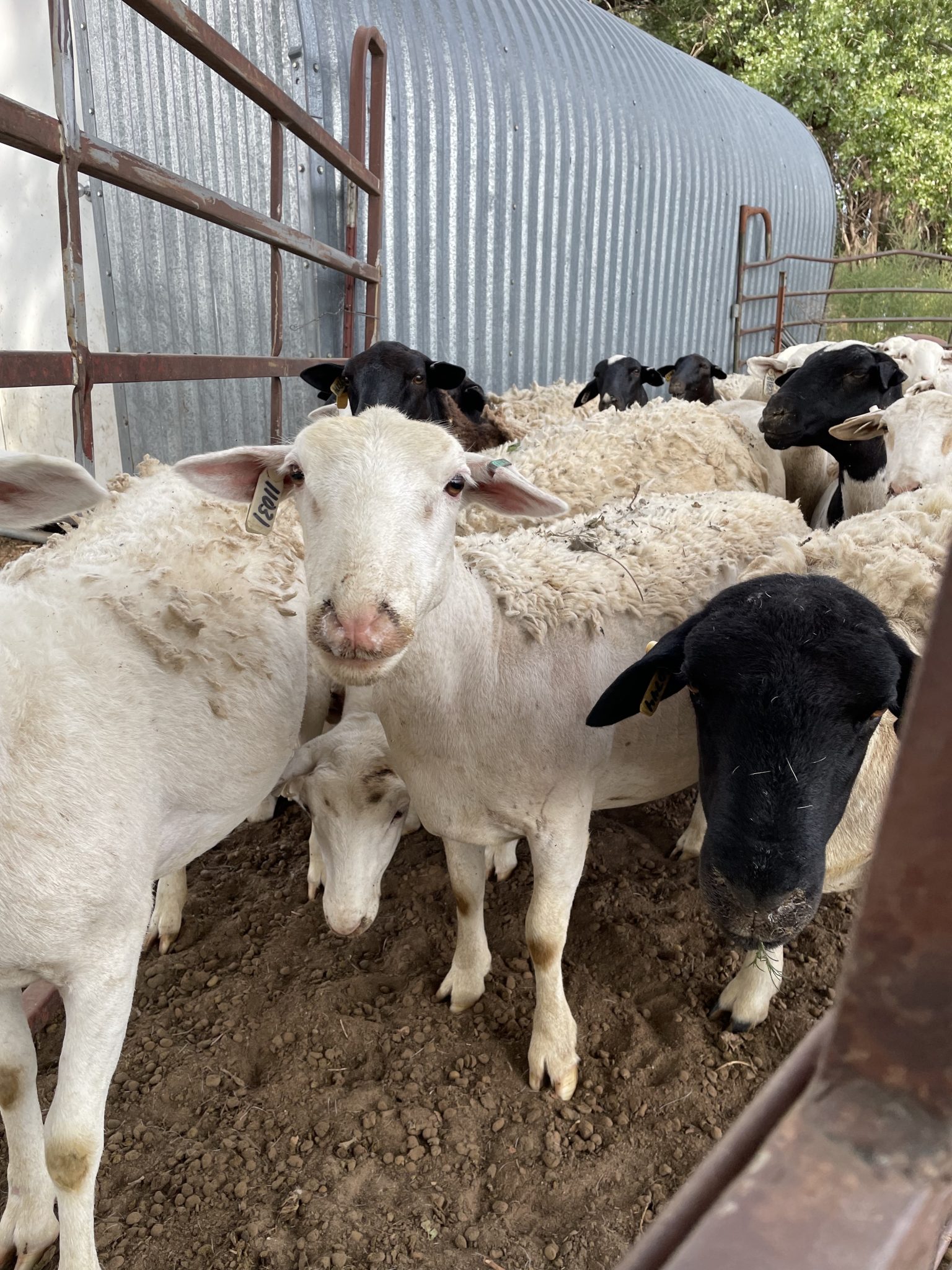 Wyoming launches sheep exchange program with New Zealand - High Plains ...