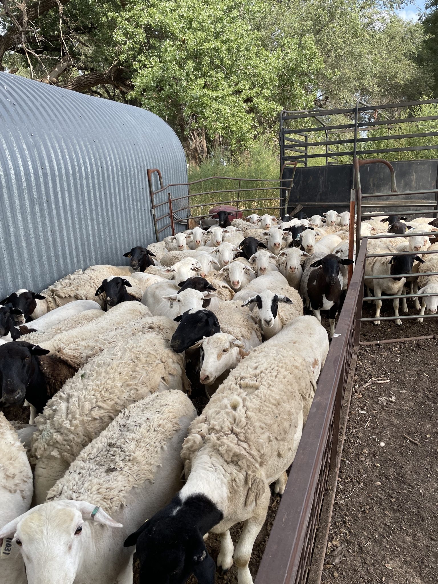 Sheep and lamb health and management study - High Plains Journal