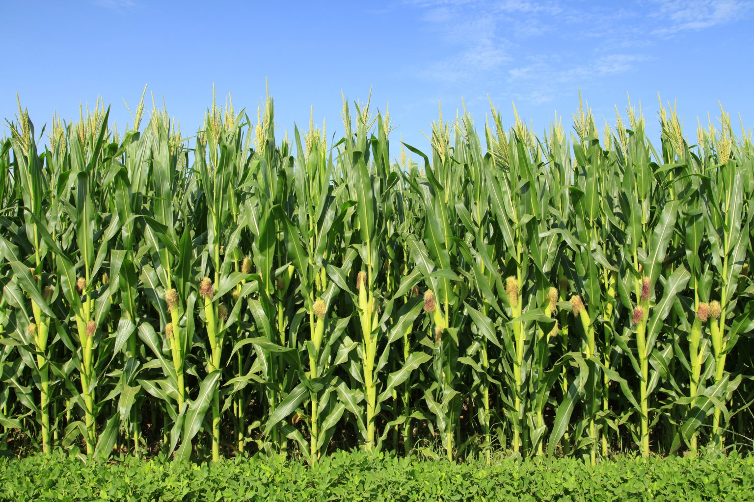 Few changes for corn, soybeans in WASDE - High Plains Journal
