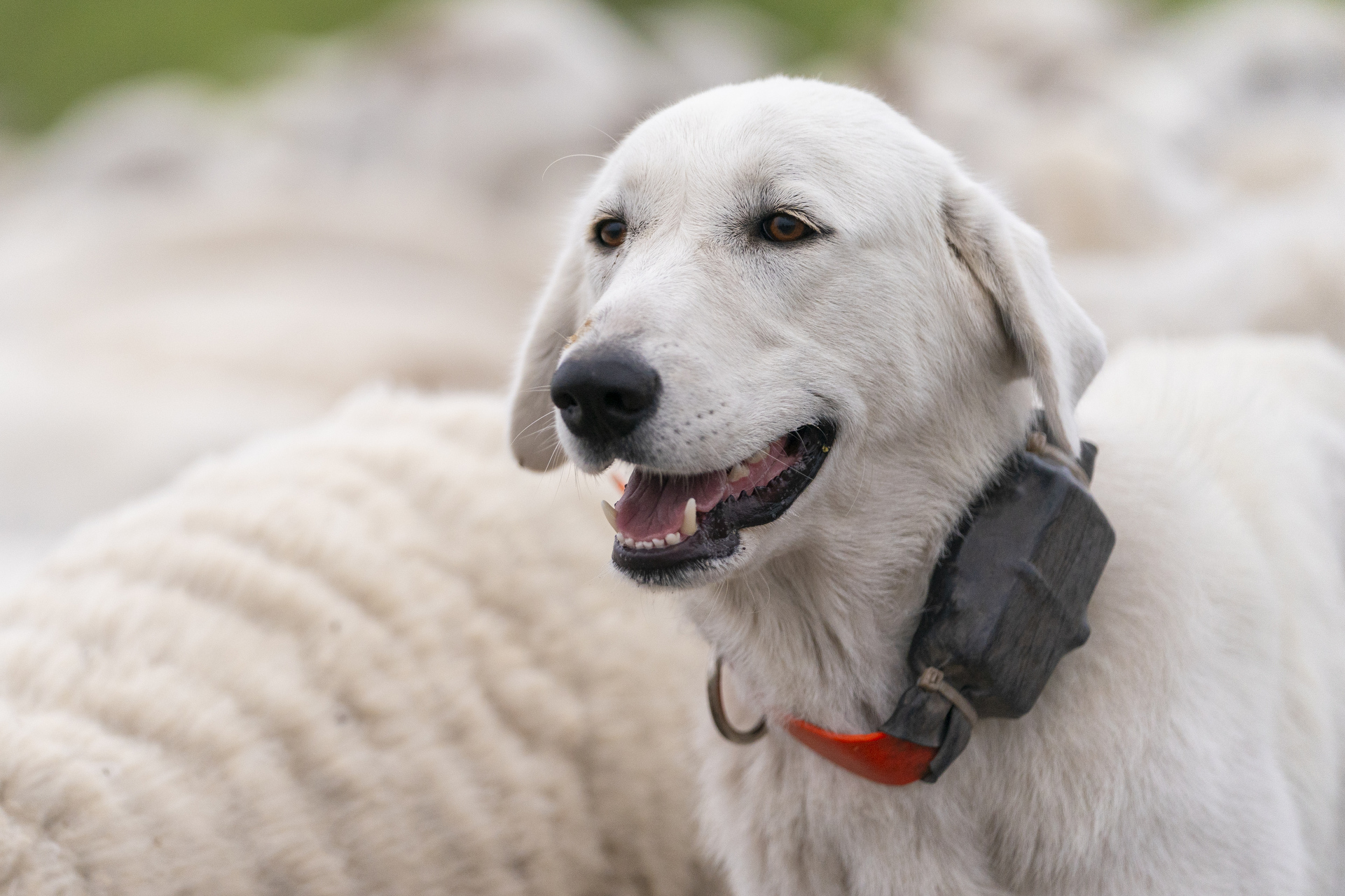 Livestock guardian dogs: Unsung heroes of the livestock protection ...