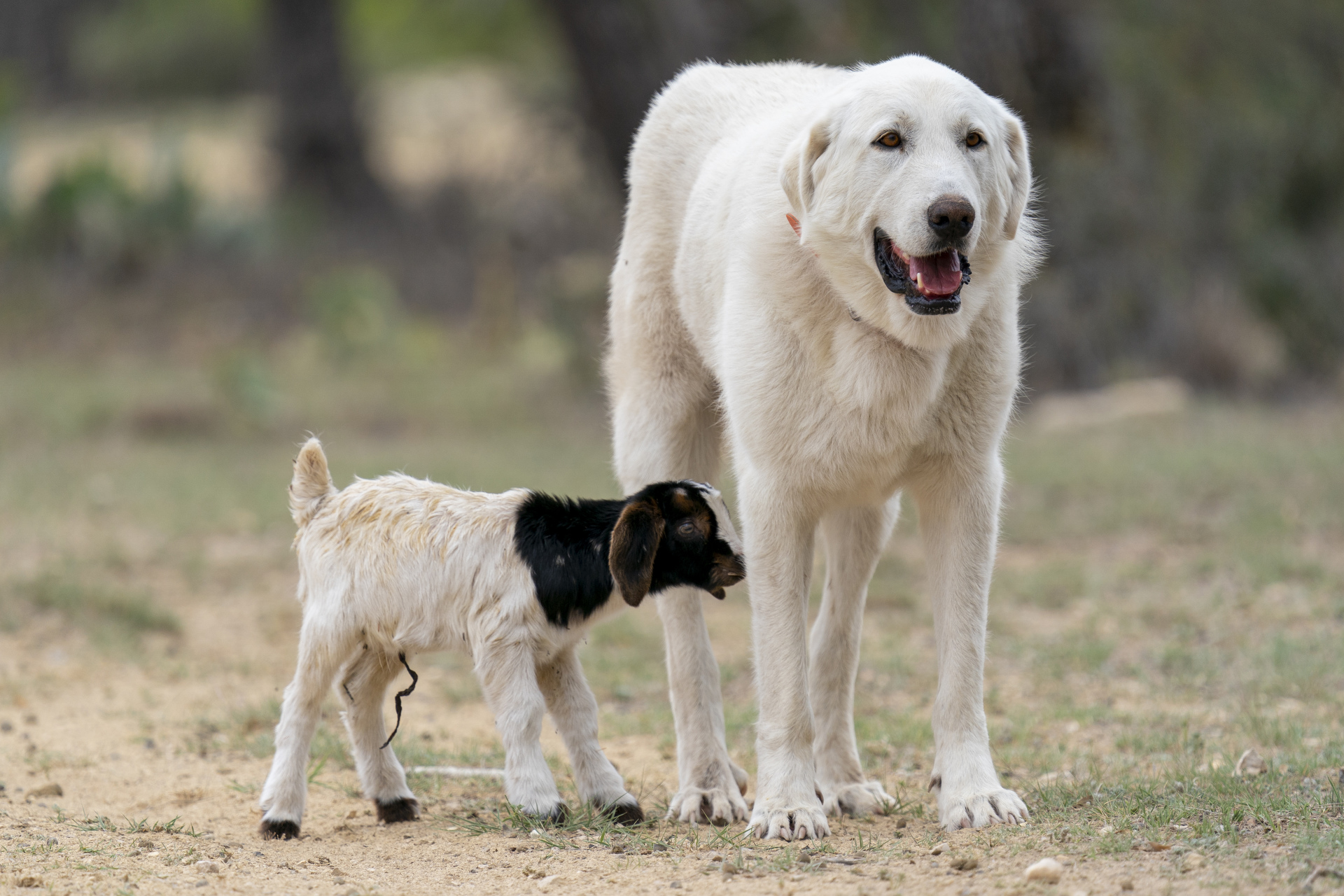 Livestock guardian dogs: Unsung heroes of the livestock protection ...
