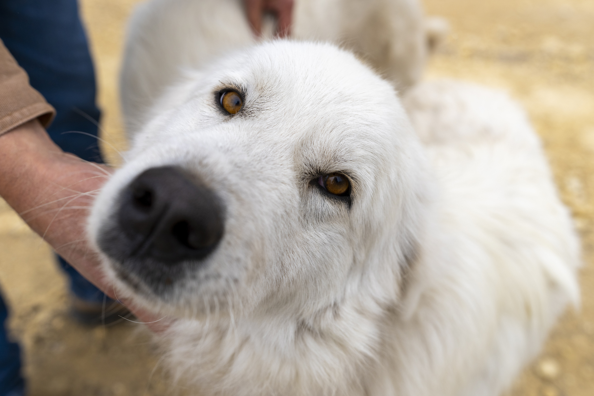 Livestock guardian dogs: Unsung heroes of the livestock protection ...