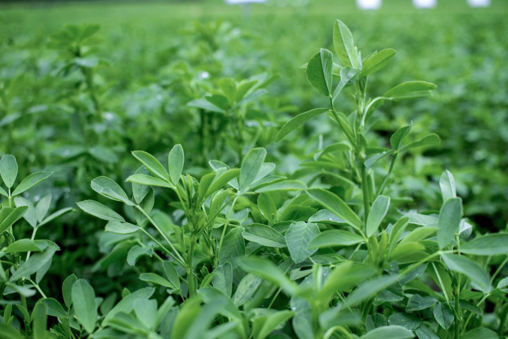 2025 alfalfa variety ratings now available - High Plains Journal