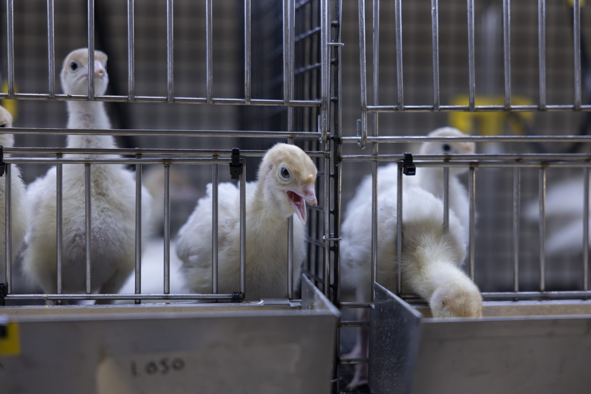 Avian flu detected in Iowa turkey flock - High Plains Journal