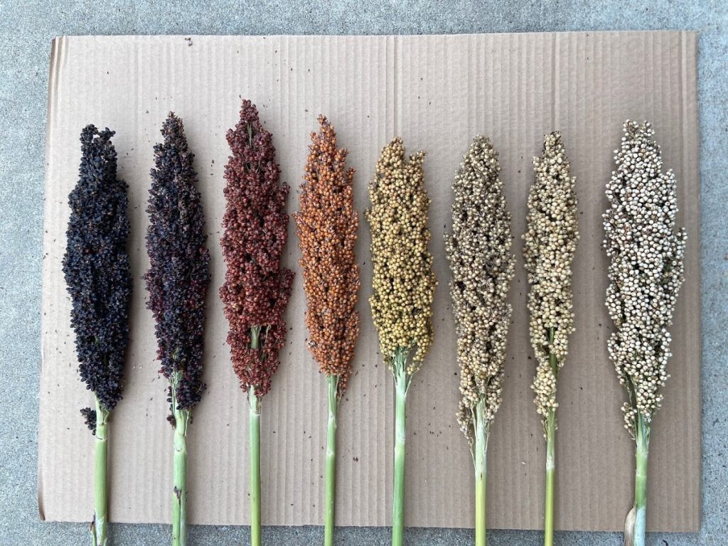 Sorghum’s grain color on full display - High Plains Journal