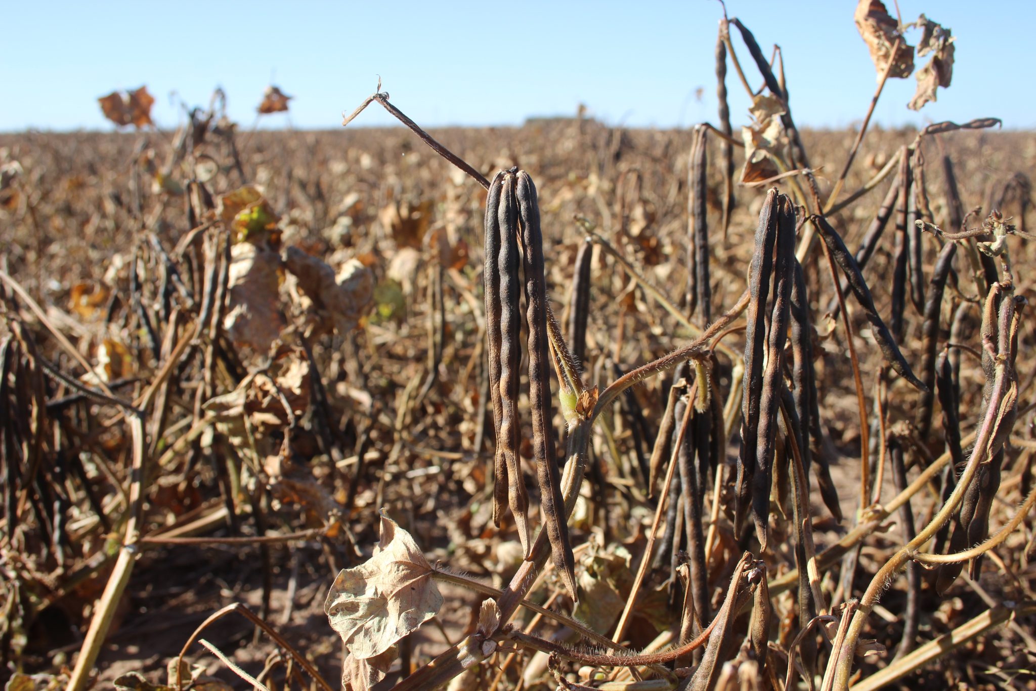 Mung bean harvest in Oklahoma - High Plains Journal