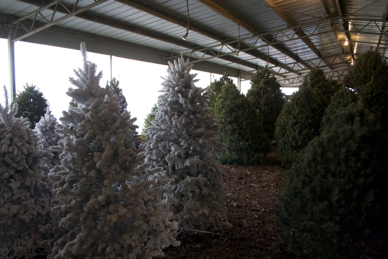 Nebraska tree growers can help boost holidays - High Plains Journal