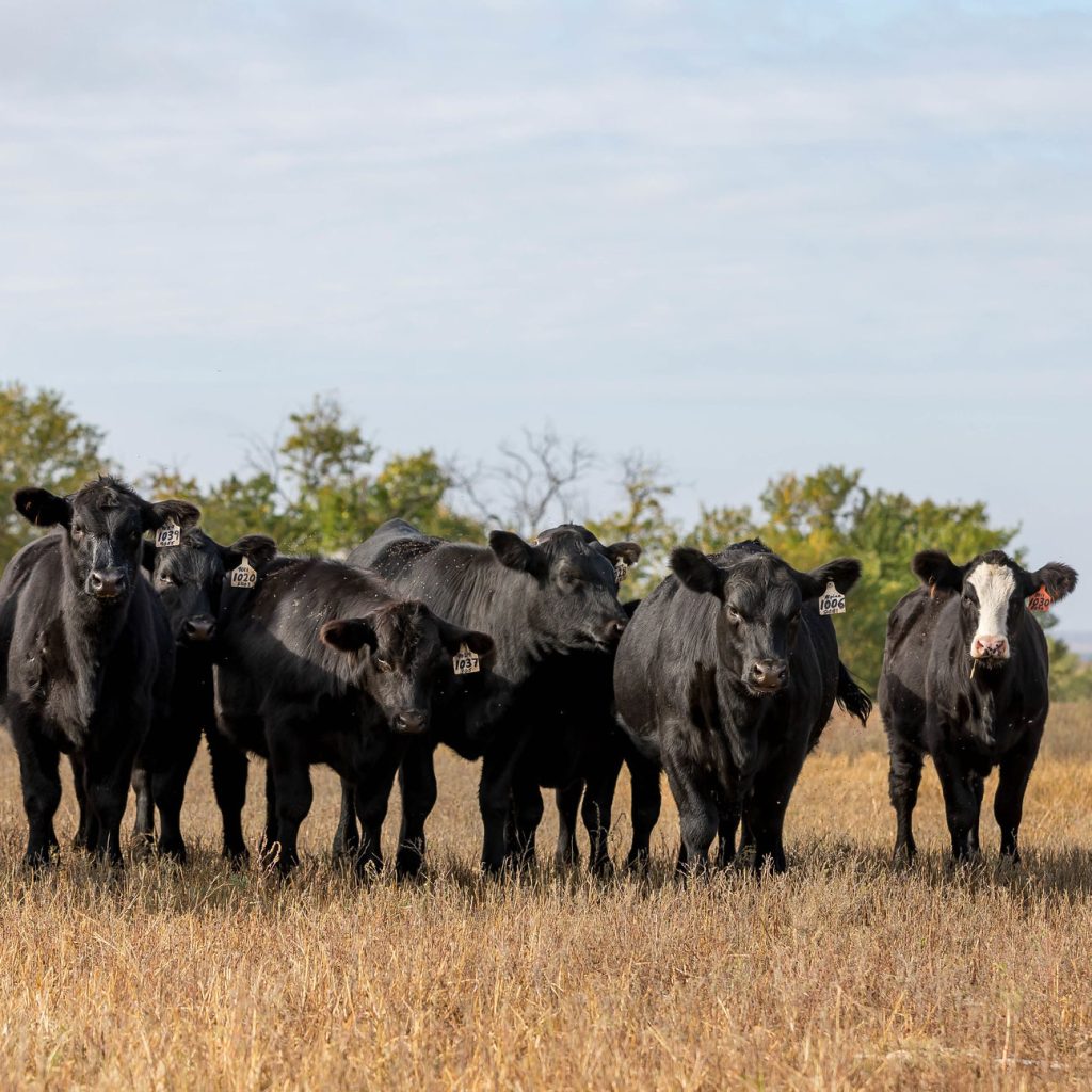 Tips for heifer development and selection - High Plains Journal