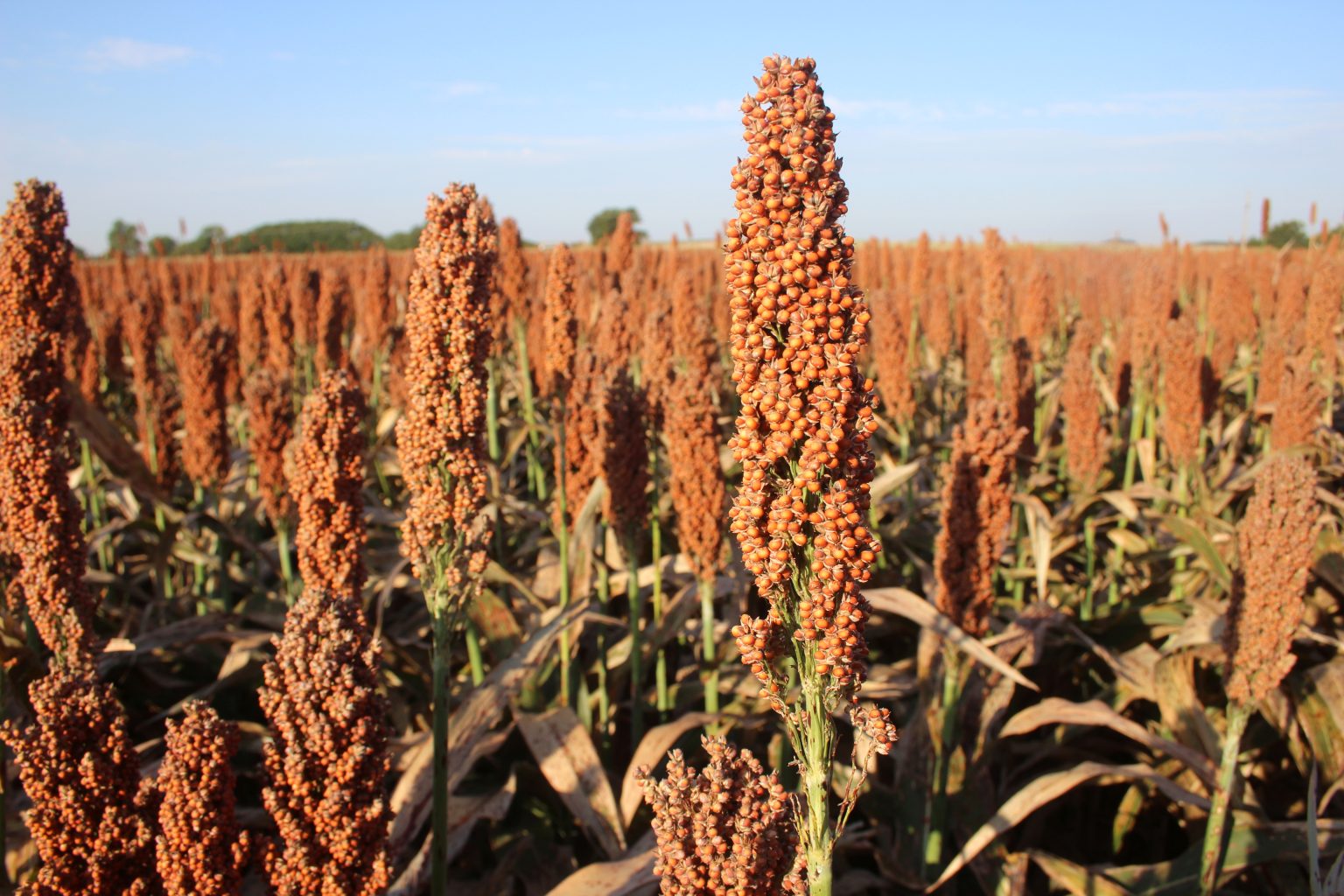Kansas sorghum harvest update - Kansas Grain Sorghum - High Plains Journal