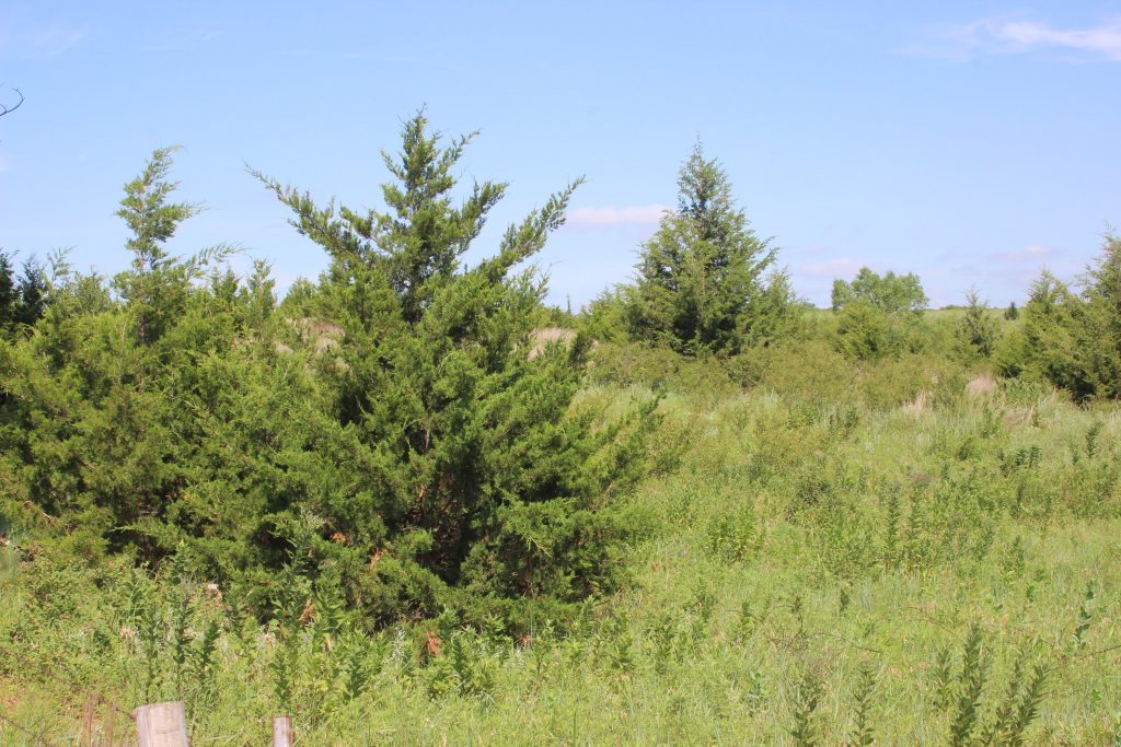 Oklahoma introduces legislation to control Eastern red cedar trees ...