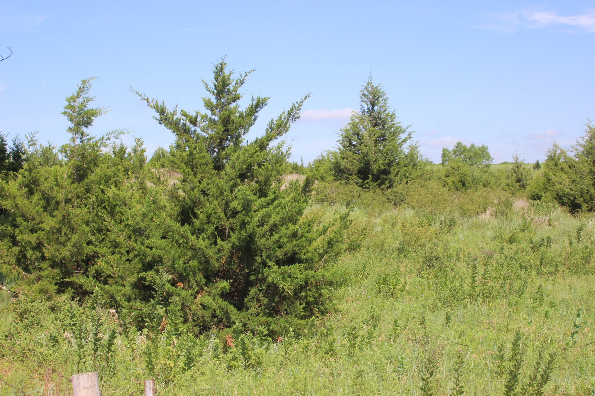 Oklahoma introduces legislation to control Eastern red cedar trees - High Plains Journal