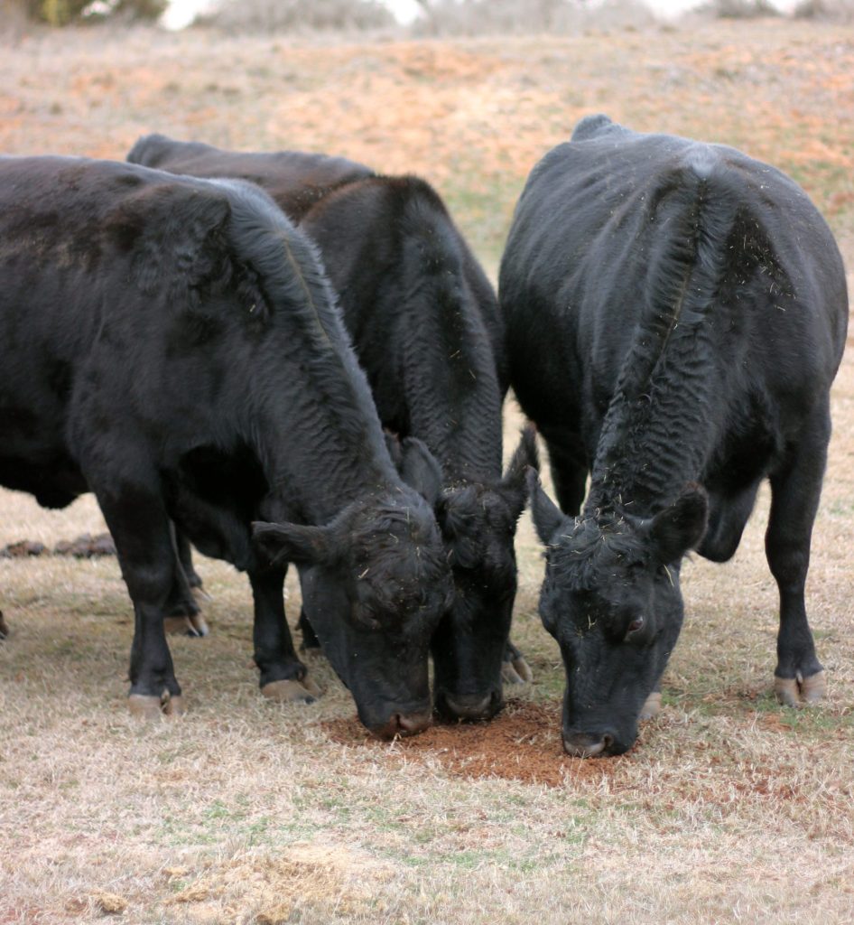 Anthrax: A sleeping cattle killer in your soil - High Plains Journal