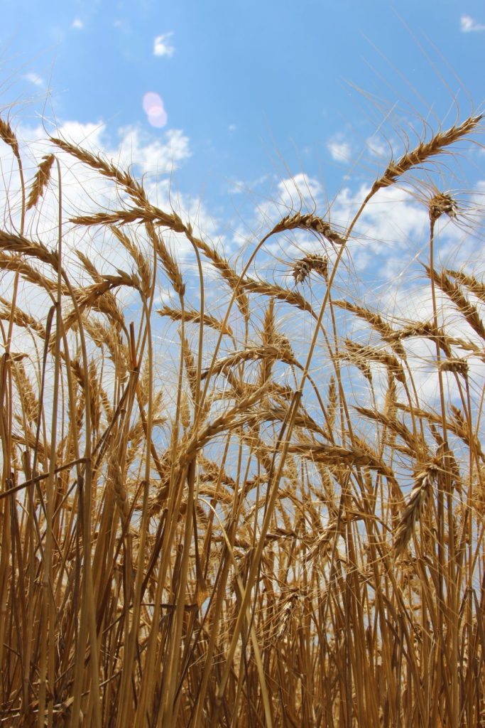 Texas Wheat hosts South African trade team - High Plains Journal