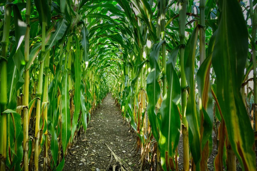 Potential MAHA report causes angst with ag groups - High Plains Journal
