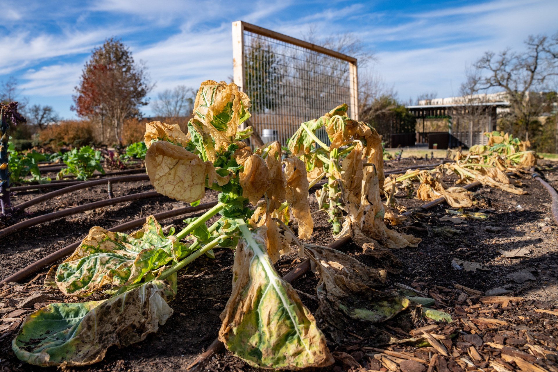 ‘Learn to live with ugly’ after freeze damage - High Plains Journal