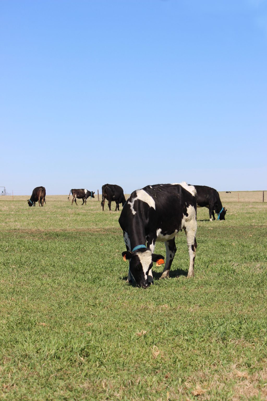 The Braum’s Family Farm: 2 scoops of flavor - High Plains Journal
