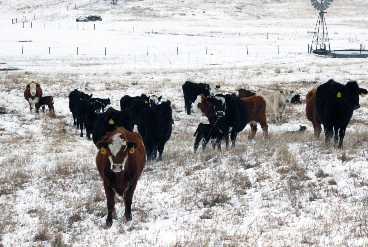 U.S. cattle inventory down 1% - High Plains Journal