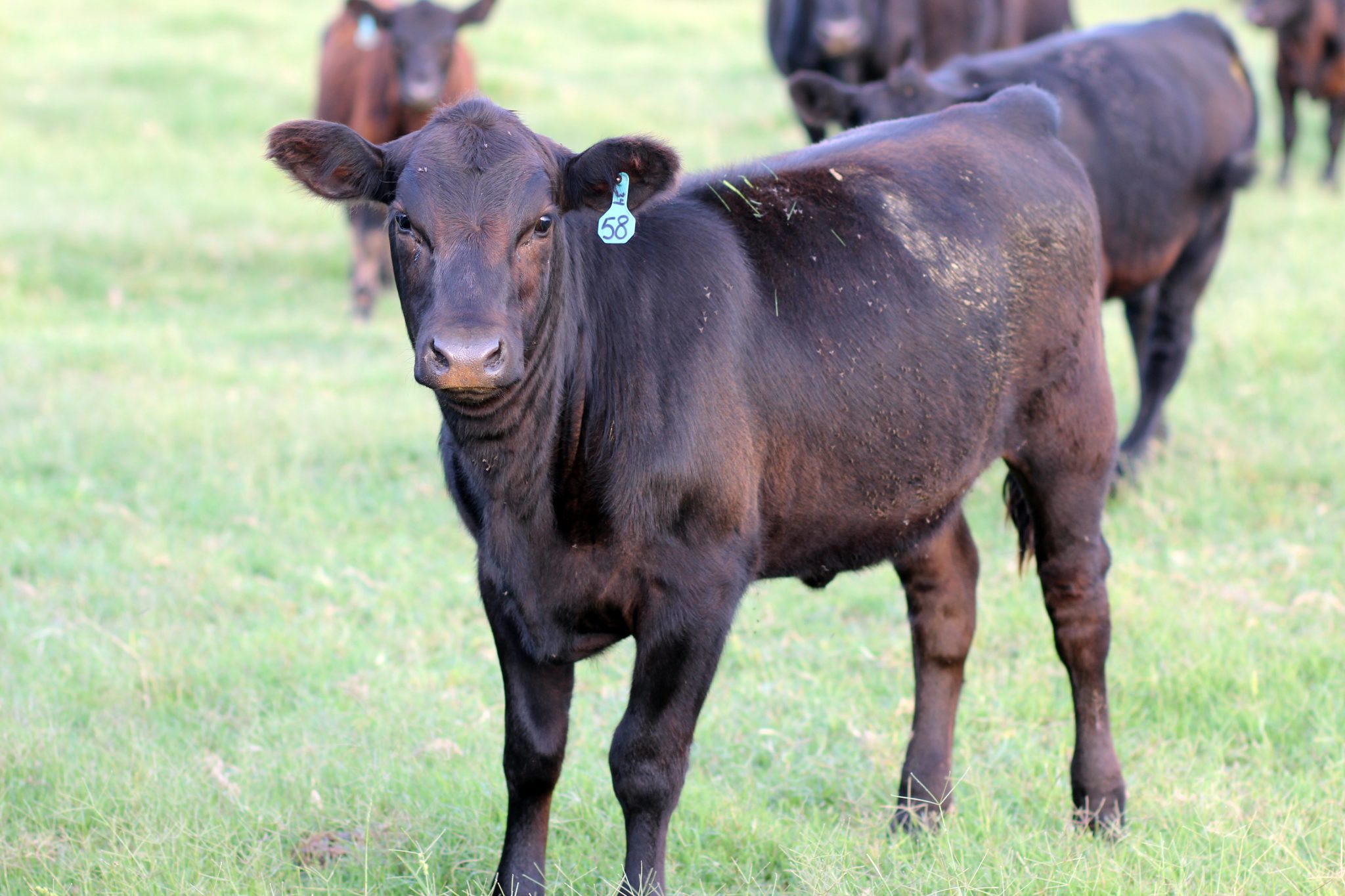 What to expect from cattle prices, herd rebuilding in 2024 - High ...