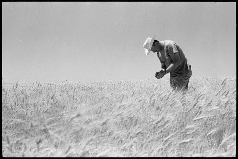 The evolution of the wheat industry over the past 75 years - High ...