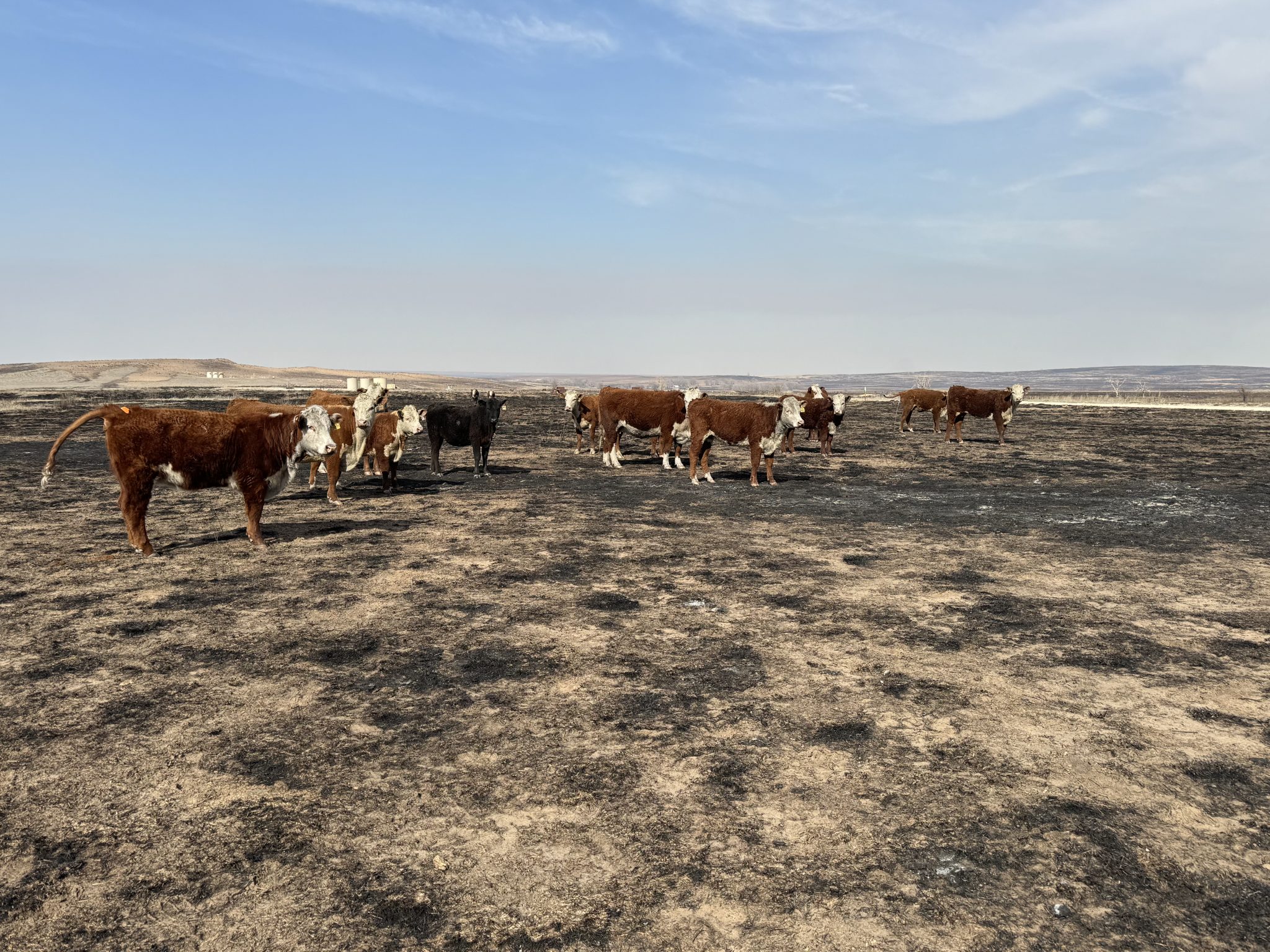 Running P Cattle Co.: Rising from the Texas ashes - High Plains Journal