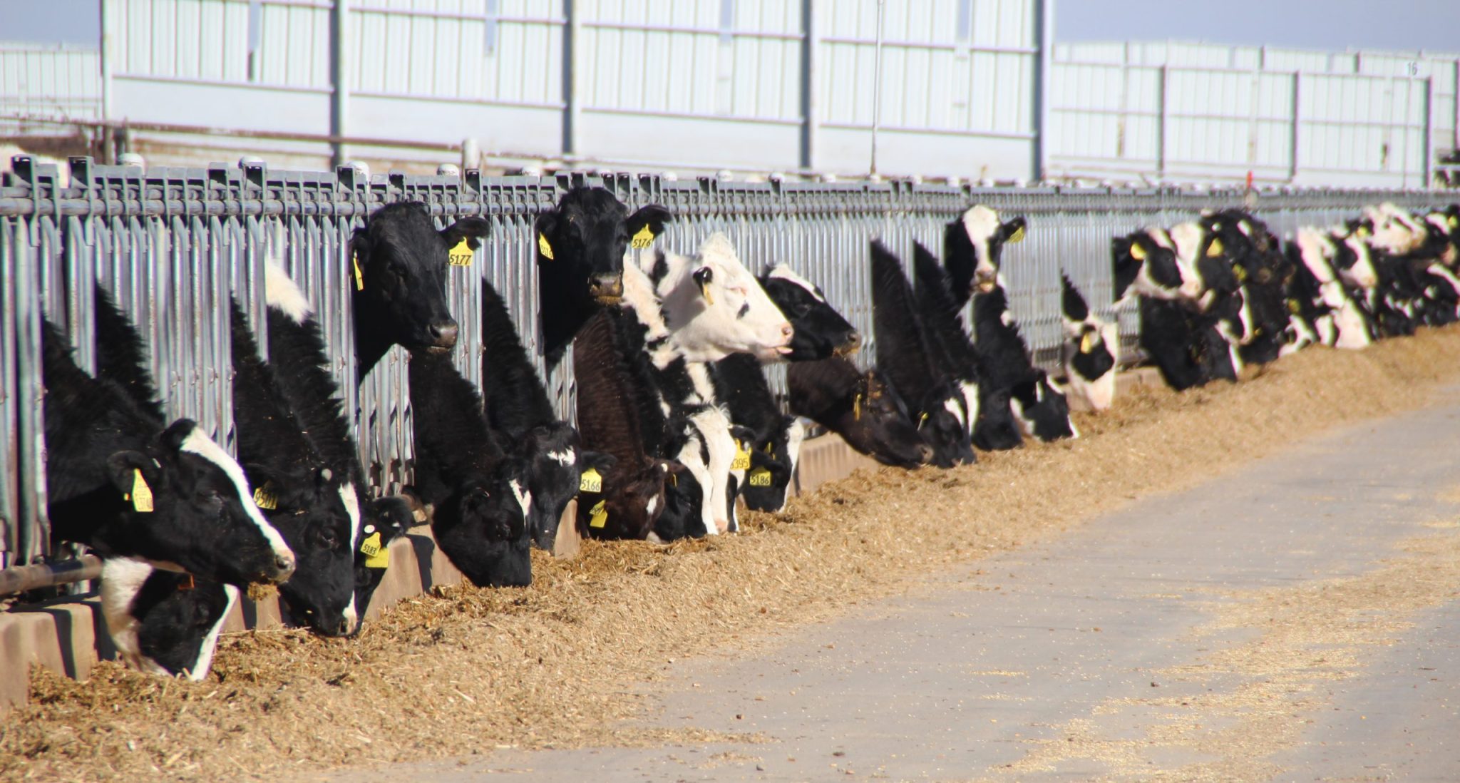 USDA, FDA and CDC issue update on HPAI detections in dairy cattle ...