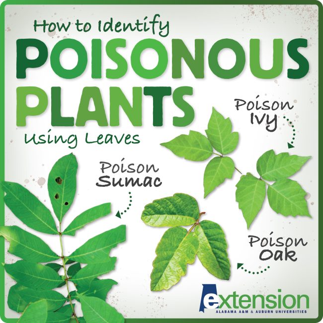 Common poisonous plants to avoid this spring - High Plains Journal