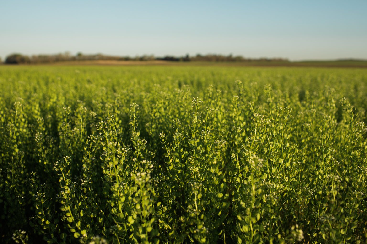 CoverCress is ready for its close-up - High Plains Journal