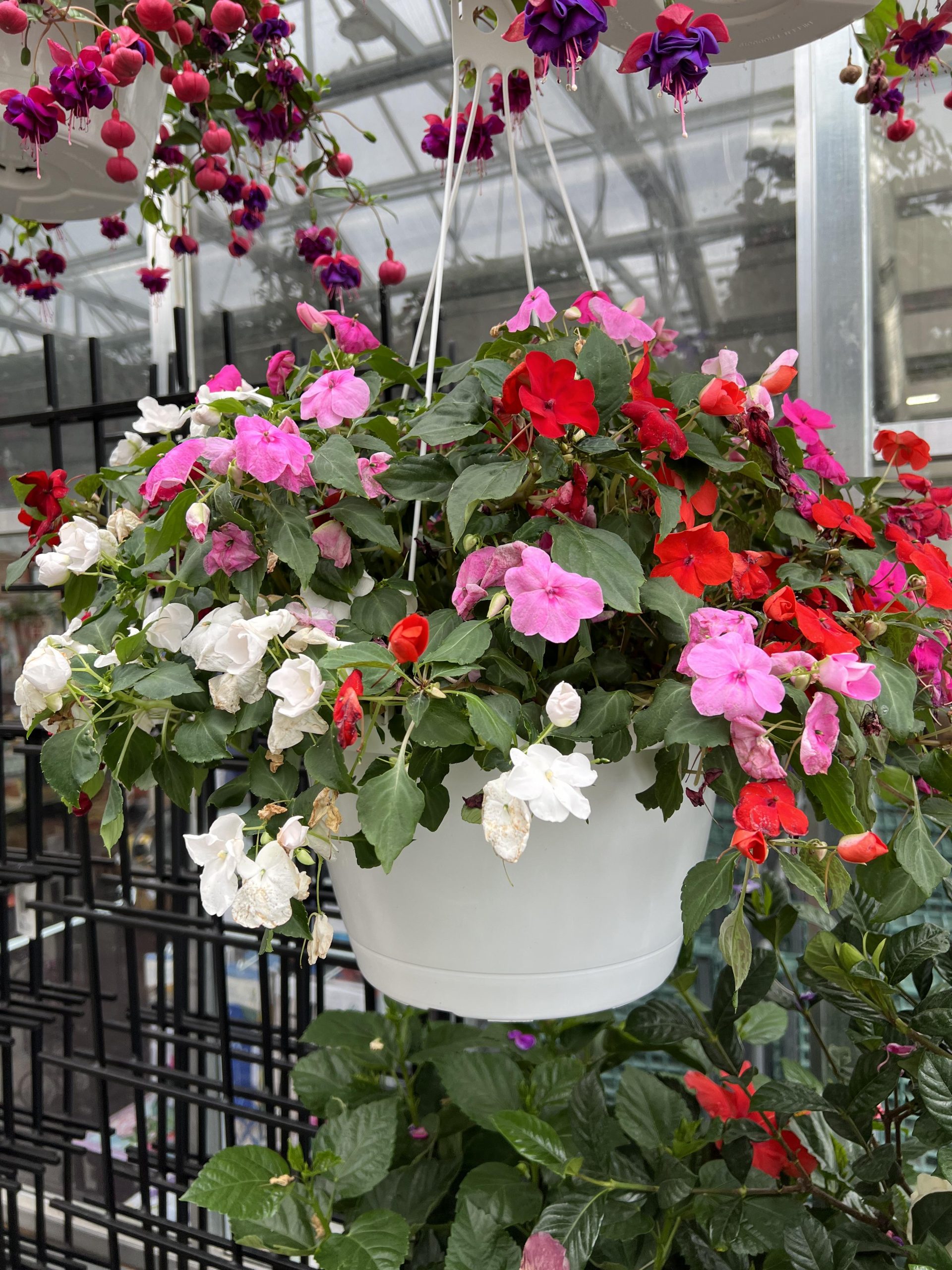 Hanging basket considerations - High Plains Journal