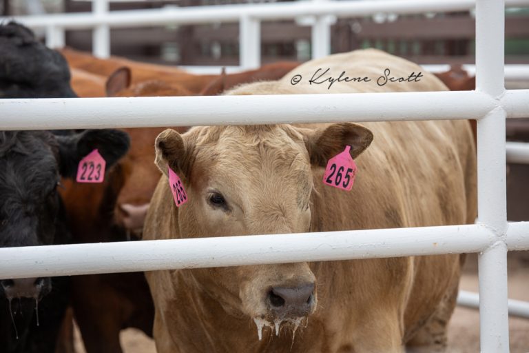 Beef Empire Days Live and Carcass Show crowns champions - High Plains ...