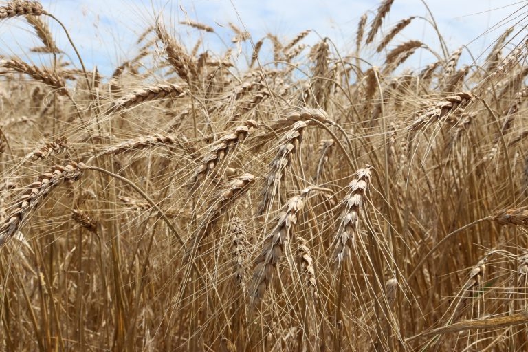 OSU announces spring wheat plot tour schedule through late May - High ...