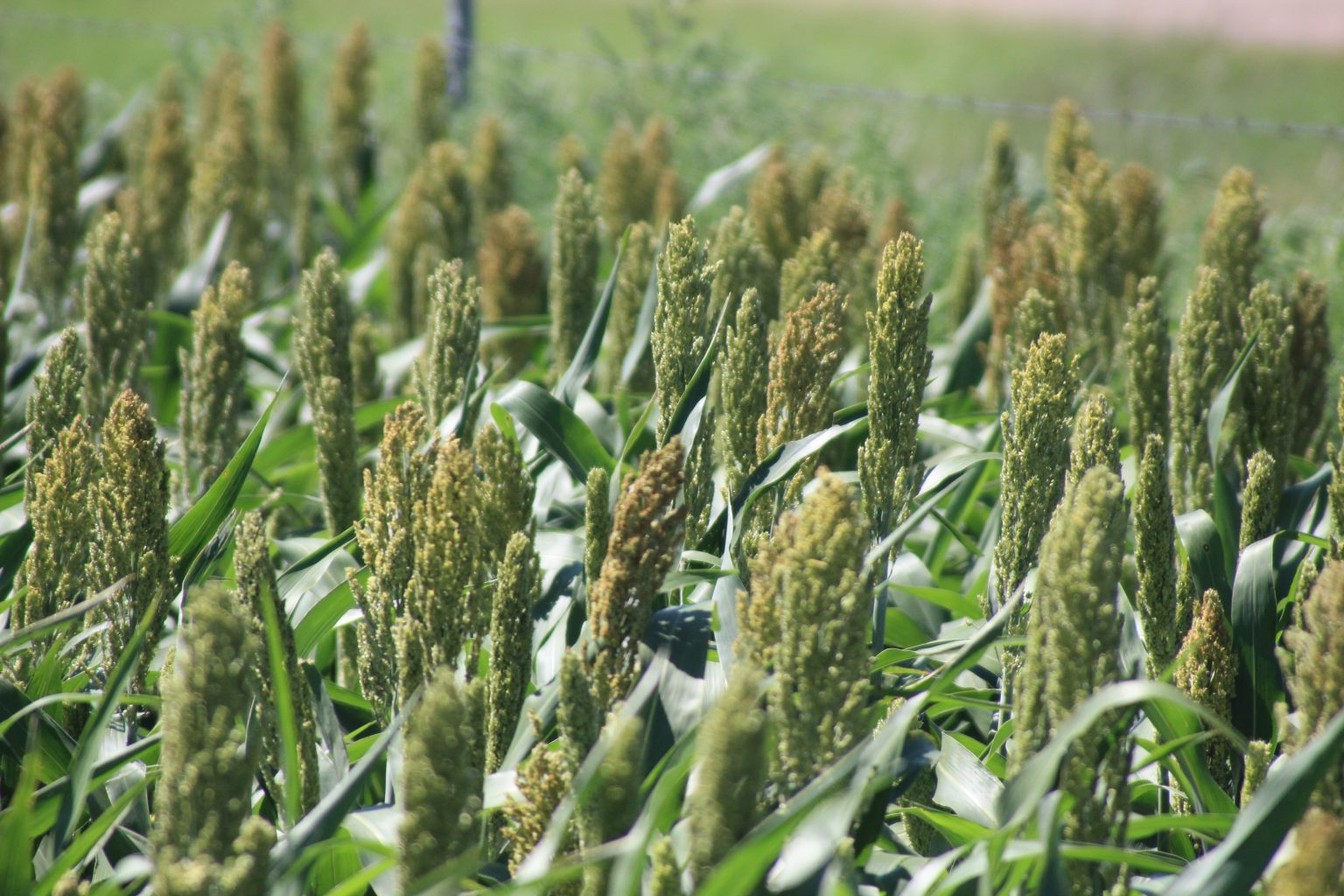 NSP announces 2024 Sorghum Yield Contest winners - High Plains Journal