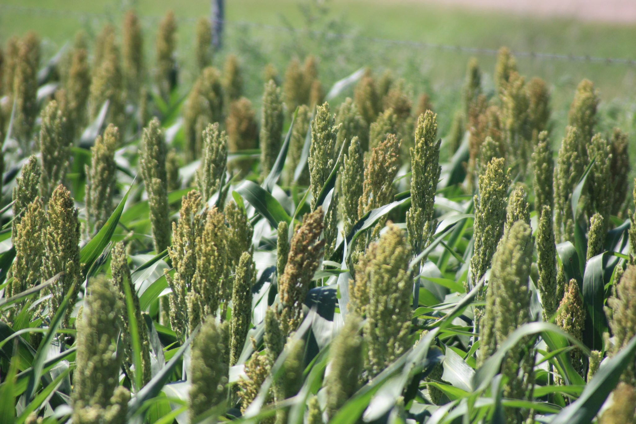 NSP announces 2024 Sorghum Yield Contest winners - High Plains Journal