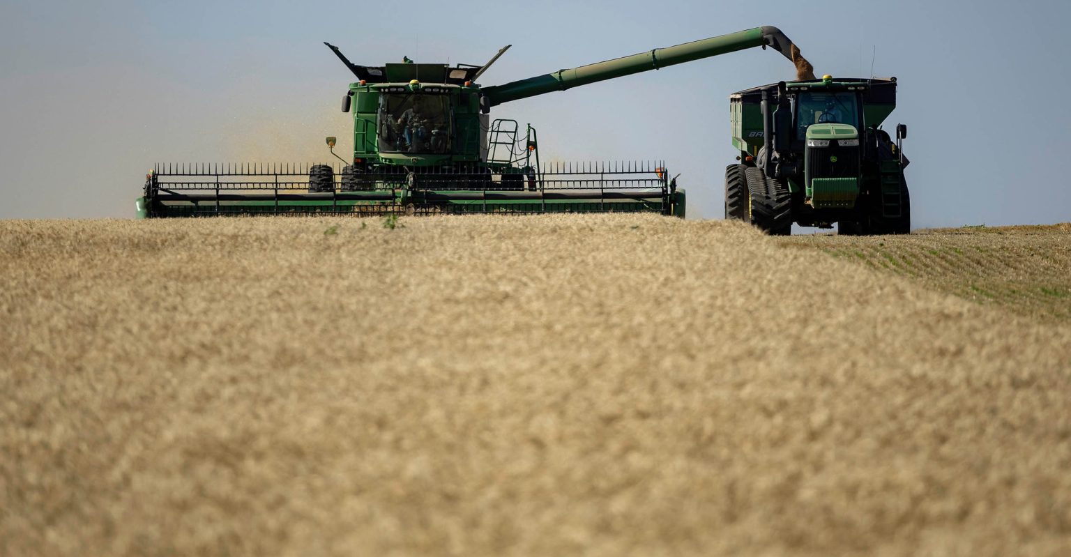 OSU wheat varieties perform under pressure during 2024 harvest - High Plains Journal