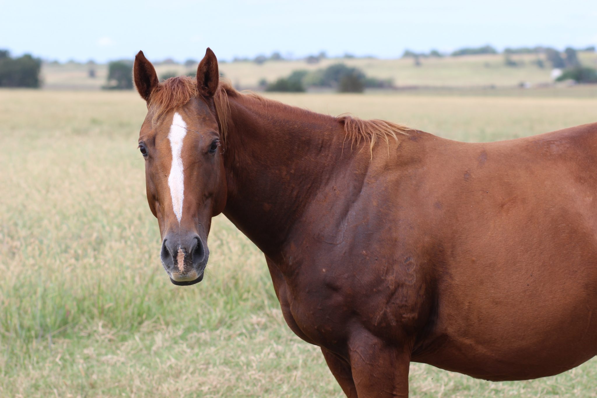 Nearly 70 horses die after eating feed contaminated with monensin ...