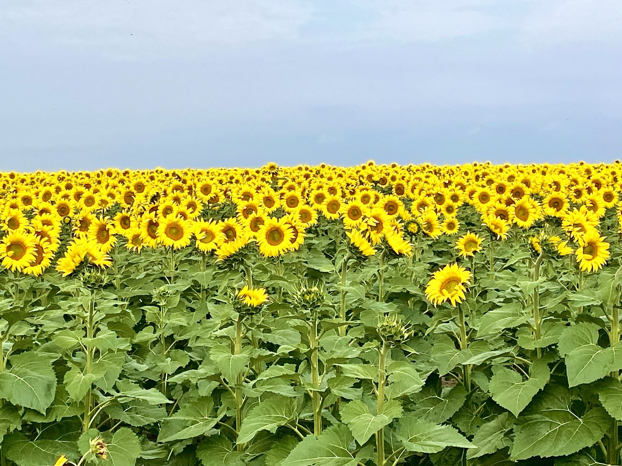 Sunflower markets feel tariff talks - High Plains Journal
