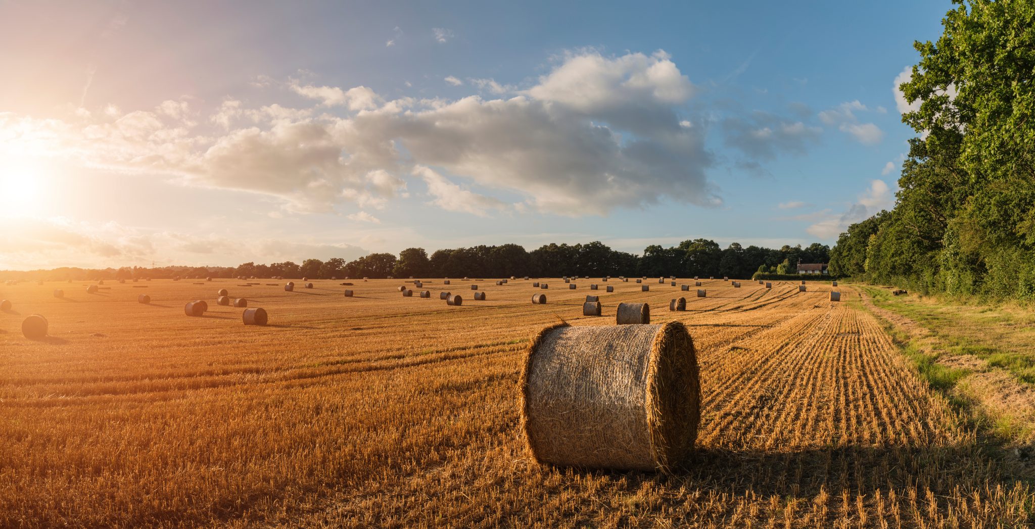 State-By-State Hay Markets - High Plains Journal