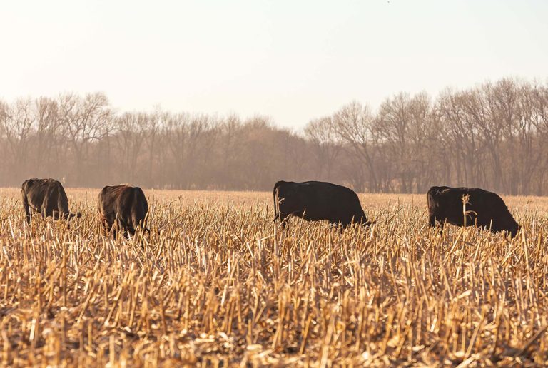 USDA to survey cattle operations - High Plains Journal