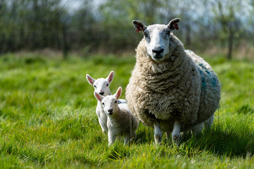 UW offers guide to help sheep producers - High Plains Journal